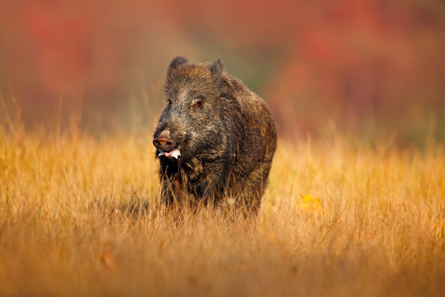 Argentina’s Hunting Seasons: When to Go for What - Houston Safari Club