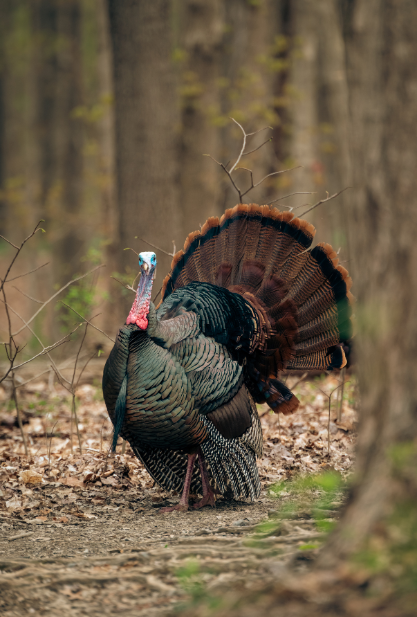 Wild Turkey Behavior Guide - Houston Safari Club